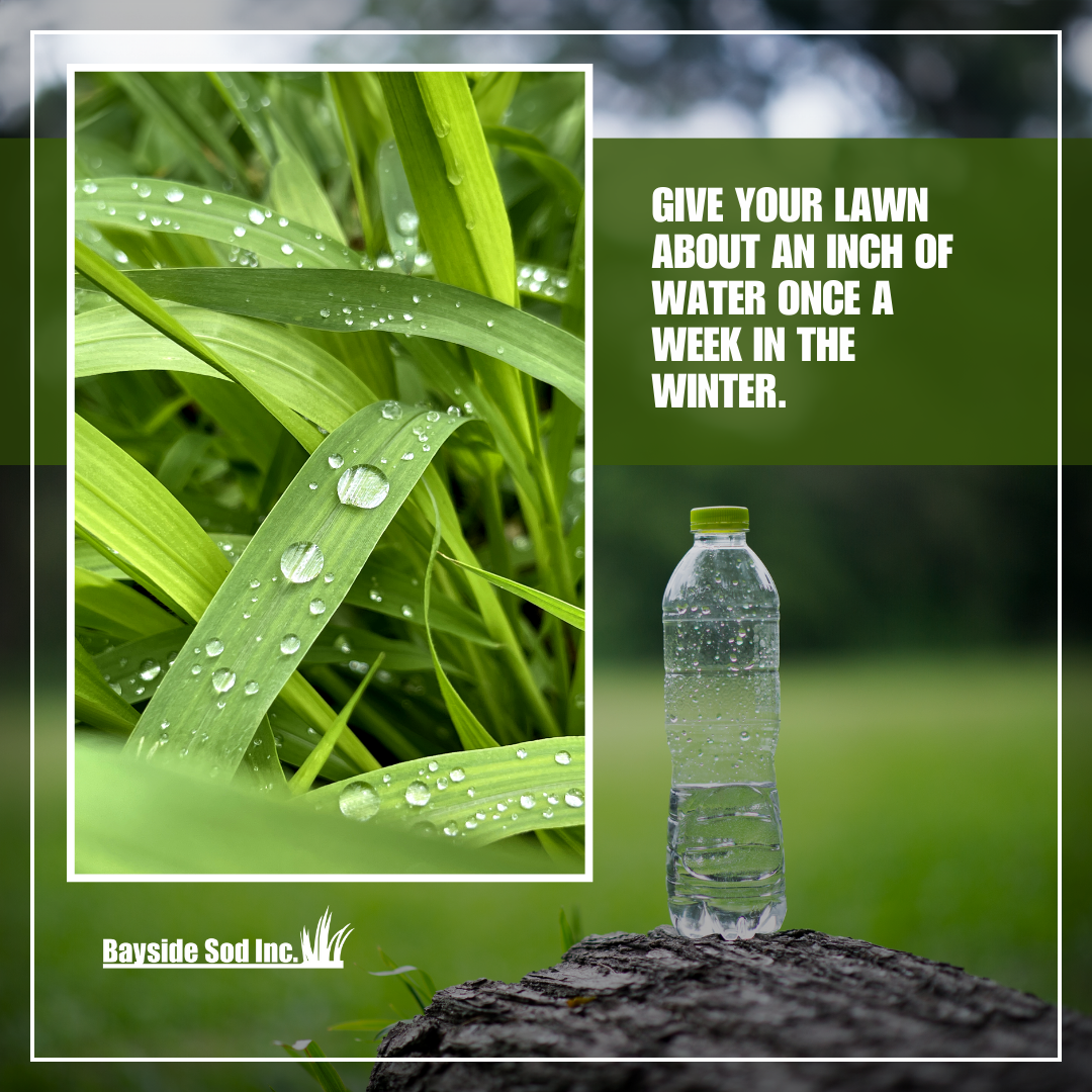 An Inch Of Water Once A Week In Winter Bayside Sod an-inch-of-water-once-a-week-in-winter-bayside-sod
